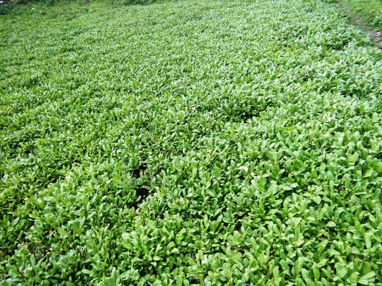 Welcome to State Medicinal Plants Board, Uttarakhand...